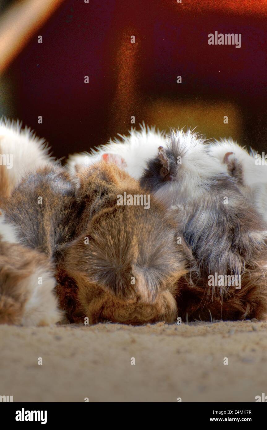 photograph of an animal Stock Photo - Alamy
