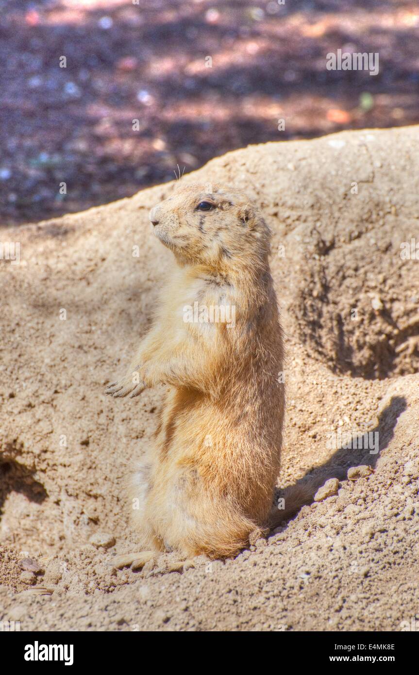 photograph of an animal Stock Photo - Alamy