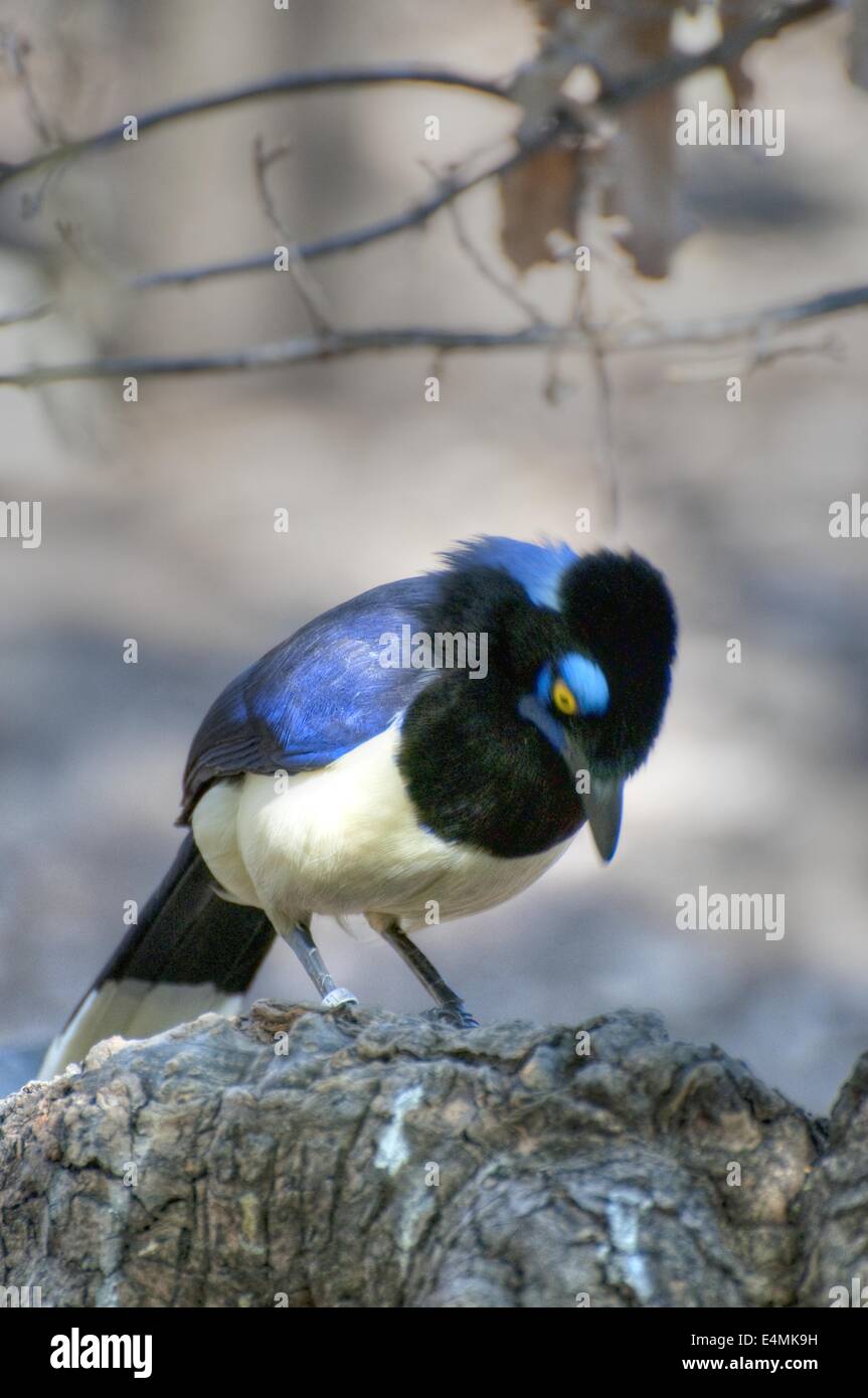 photograph of an animal Stock Photo - Alamy