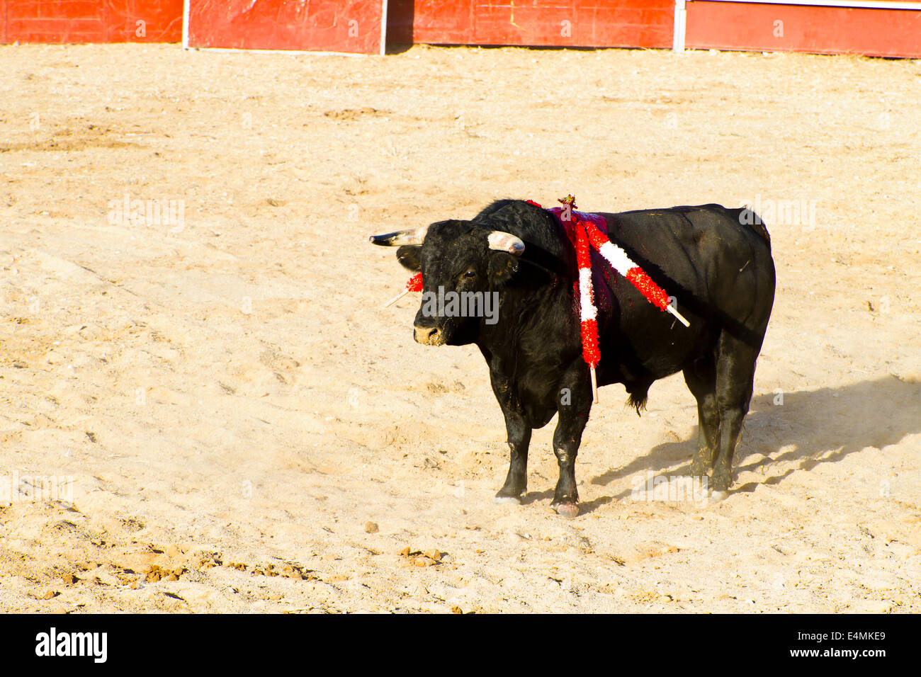 Spanish bull. Bullfight. Animal of great strength and nobility Stock ...