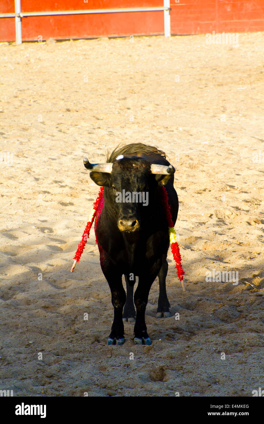 Spanish bull. Bullfight. Animal of great strength and nobility Stock ...