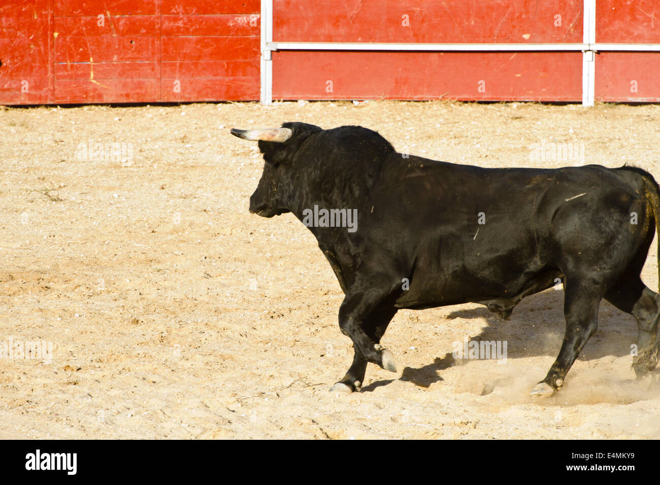 Spanish bull. Bullfight. Animal of great strength and nobility Stock ...