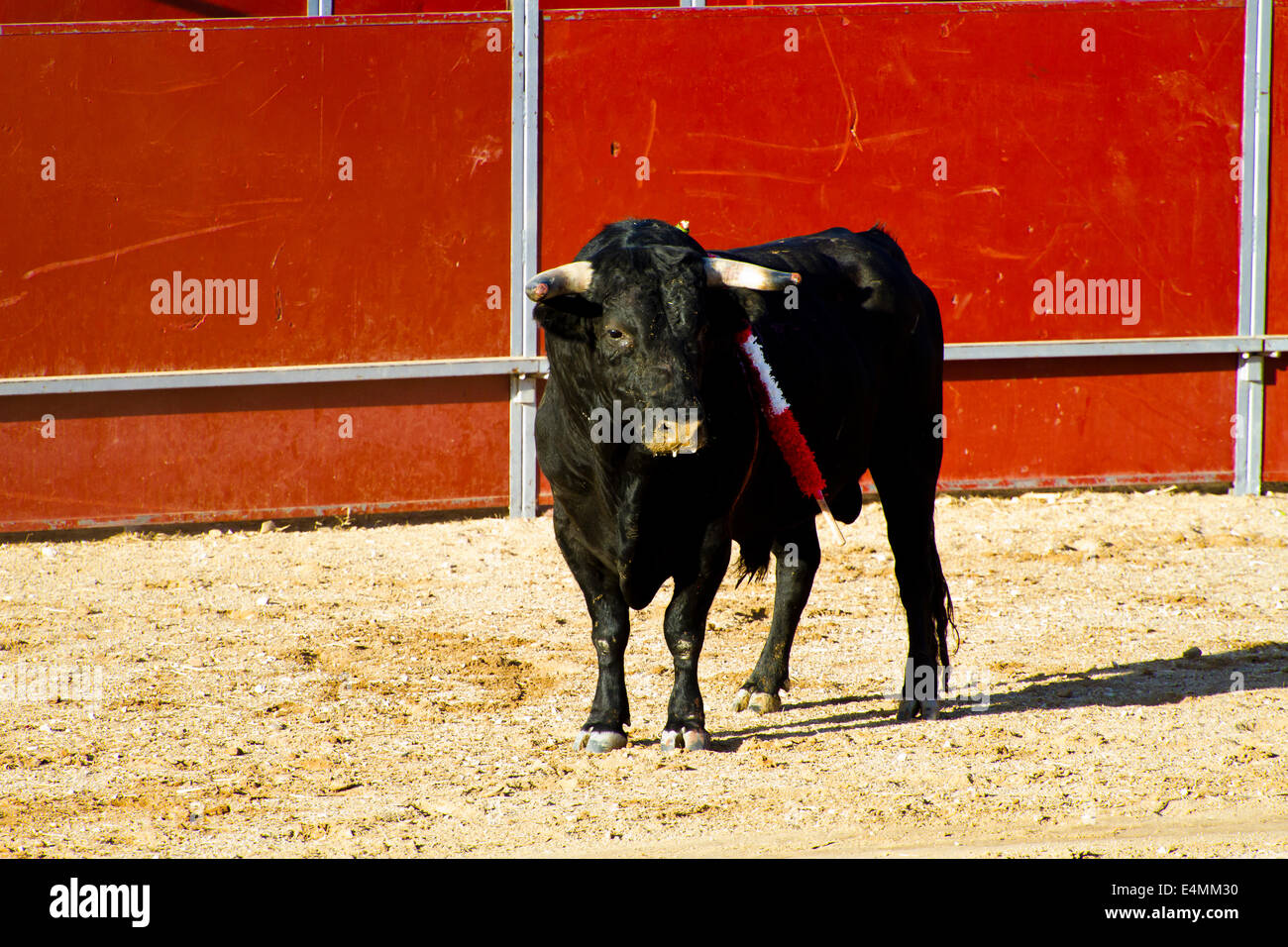 Spanish bull. Bullfight. Animal of great strength and nobility Stock ...