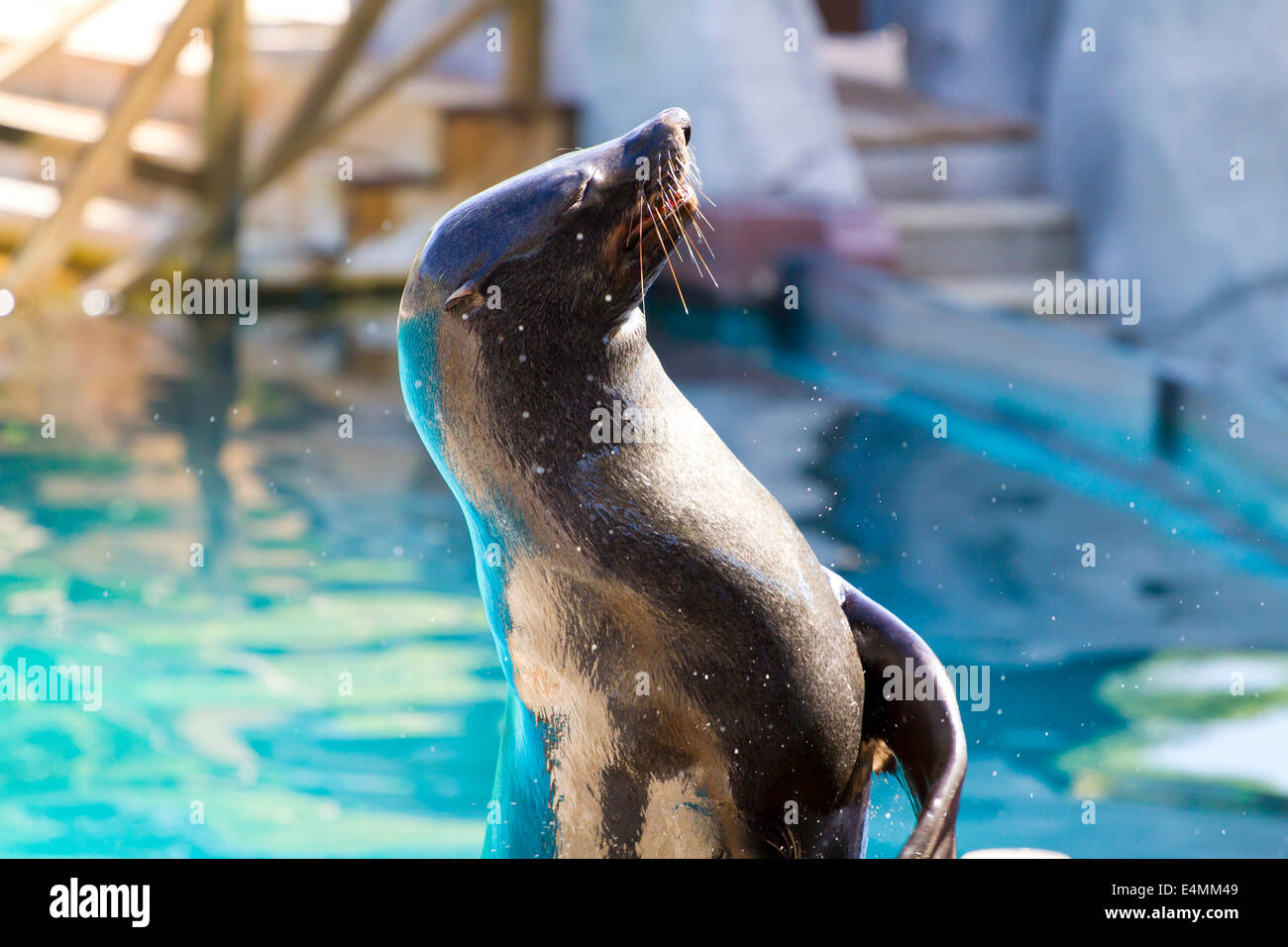 Beautiful sea lion in a natural environment Stock Photo - Alamy