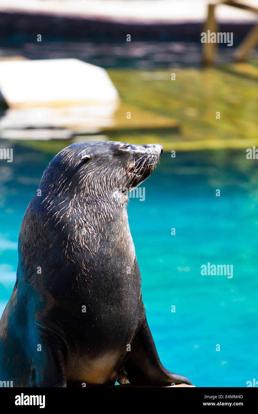 Marine reserve galapagos underwater hi-res stock photography and images ...