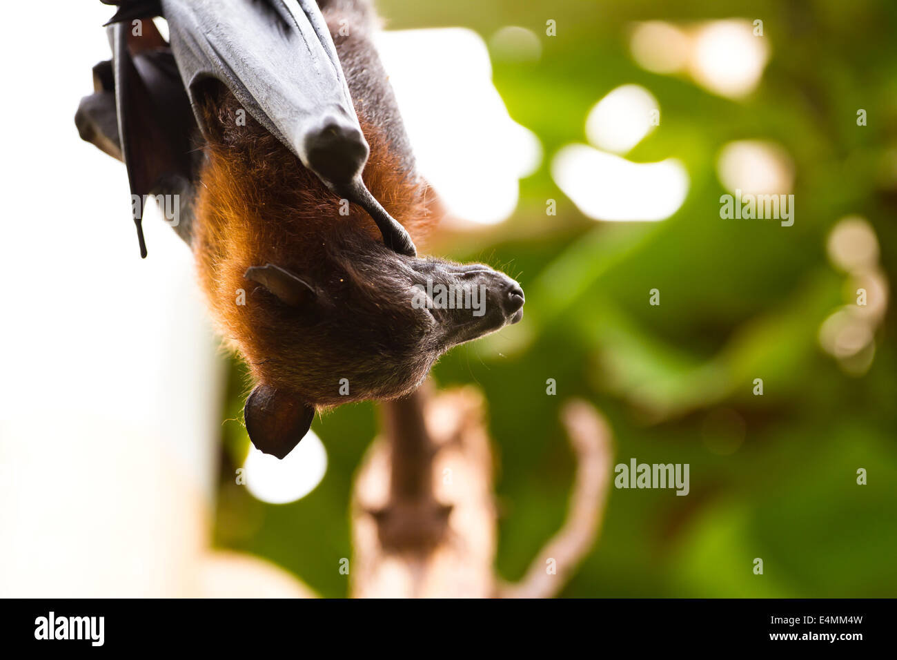 Sleeping giant bat Stock Photo - Alamy