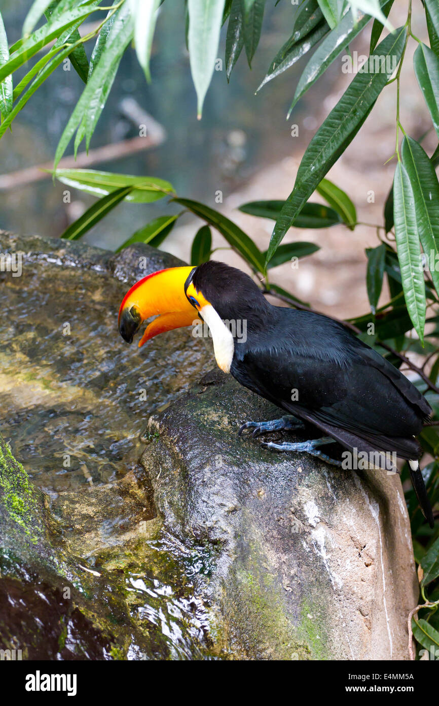Beautiful tucan sitting on a branch Stock Photo - Alamy