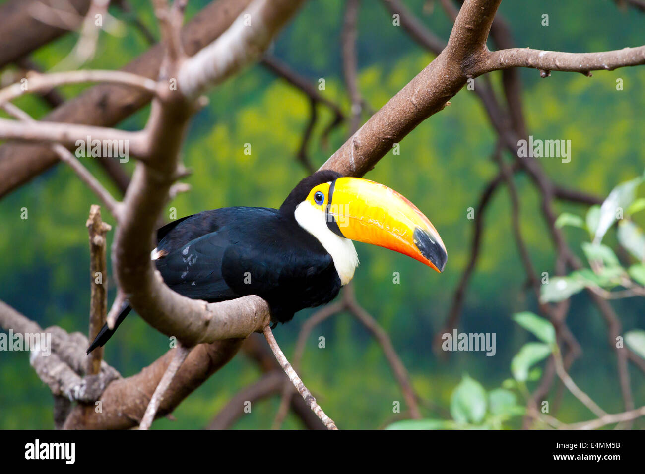 Beautiful tucan sitting on a branch Stock Photo - Alamy