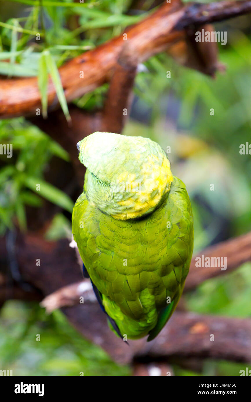 Green parrot sitting on a branch in jungle Stock Photo - Alamy