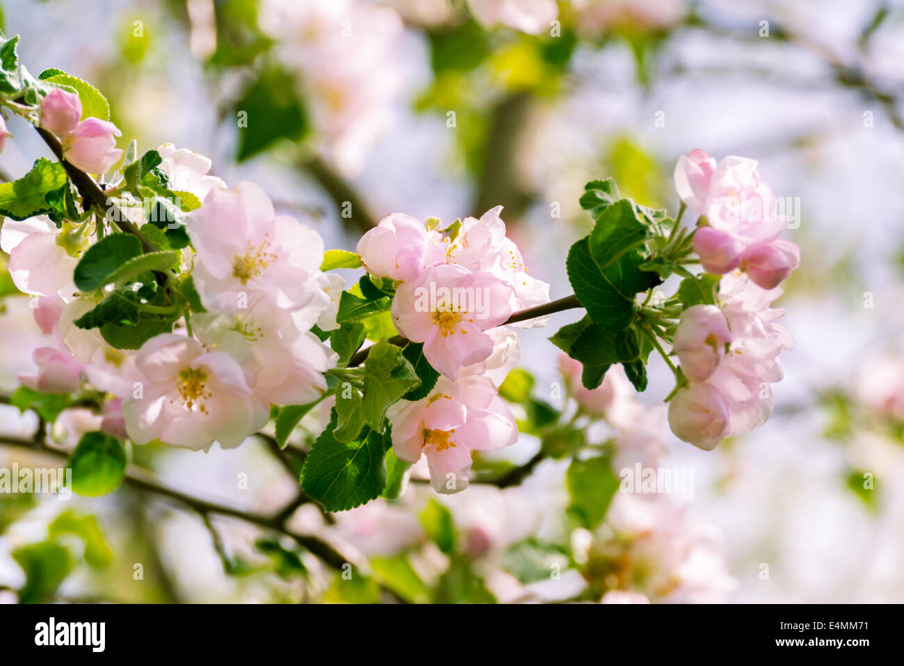 Gentle apple tree flowers hi-res stock photography and images - Alamy