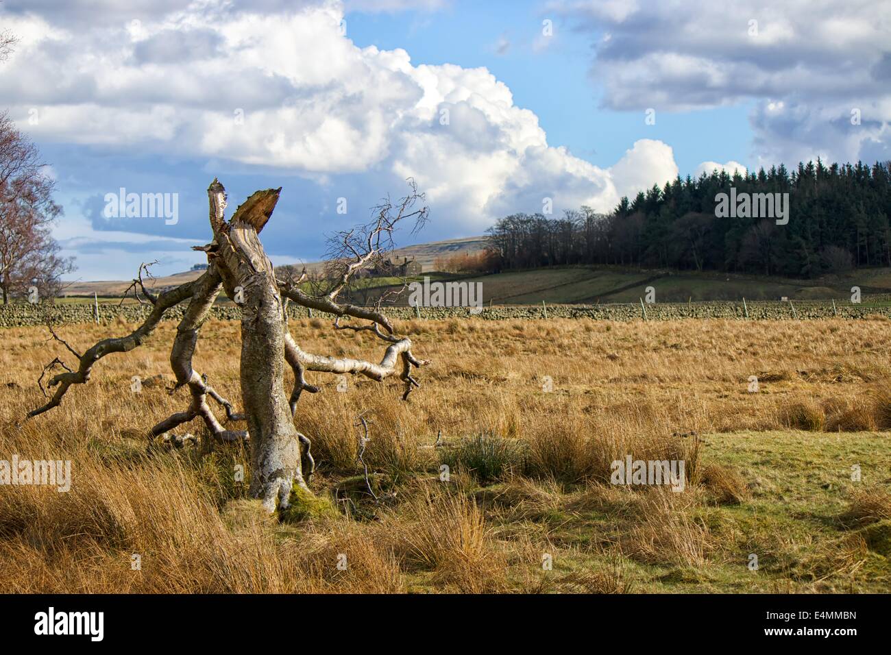 Broken Tree in Field Stock Photo - Alamy