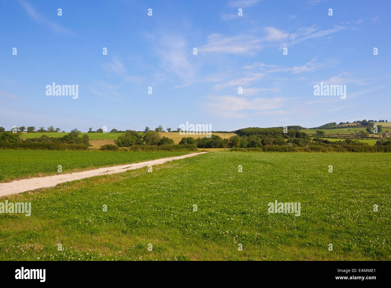 A limestone track through fields of white clover in the Yorkshire wolds ...
