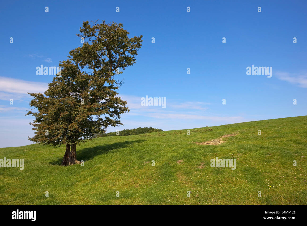 A lone hawthorn tree in a livestock pasture on a hillside in the ...