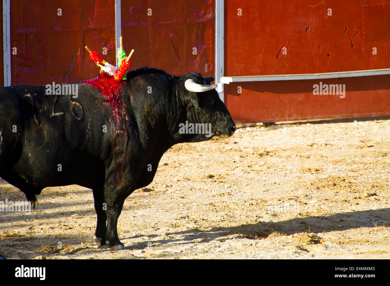 Spanish bull. Bullfight. Animal of great strength and nobility Stock ...