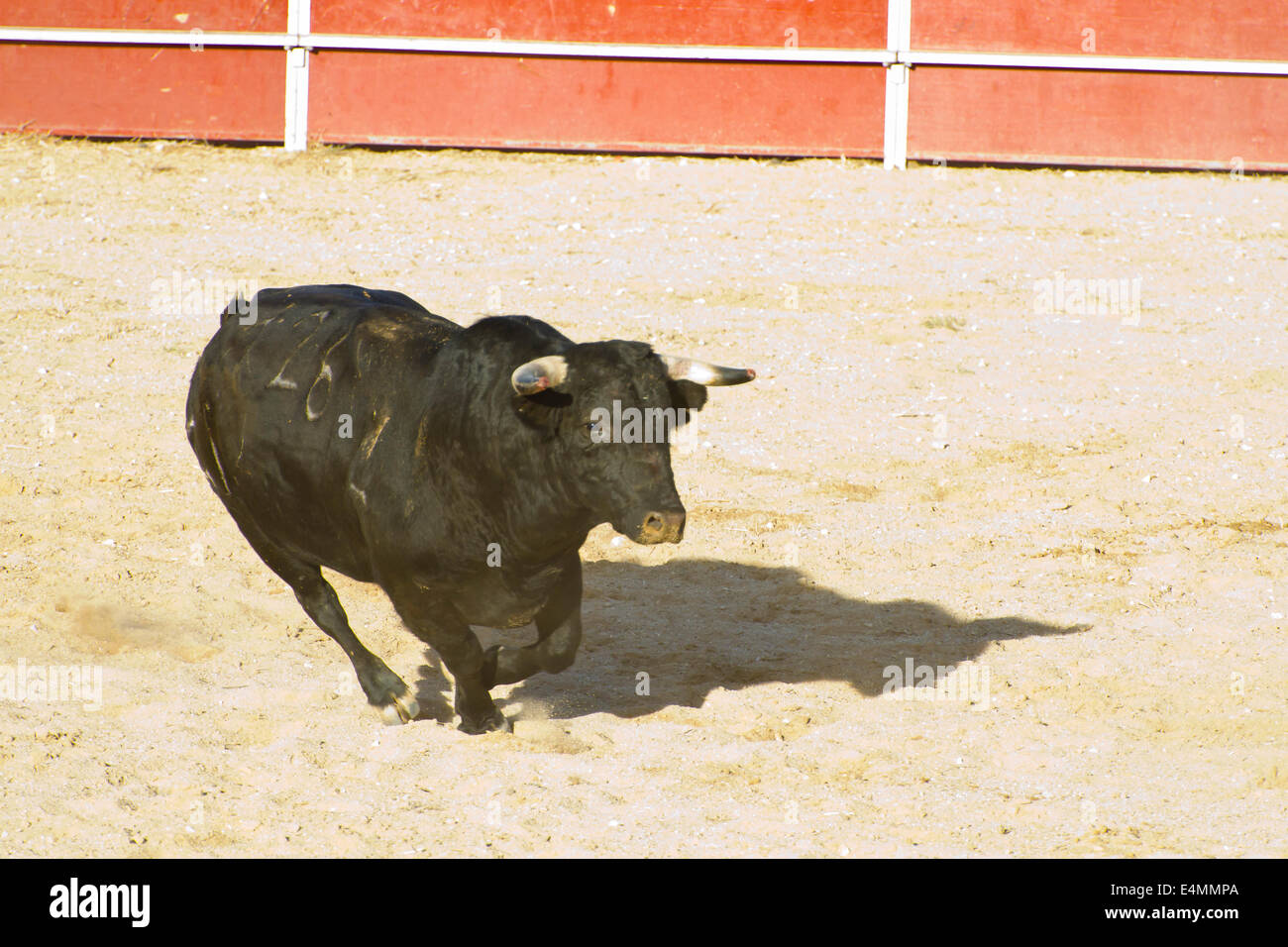 Spanish bull. Bullfight. Animal of great strength and nobility Stock ...