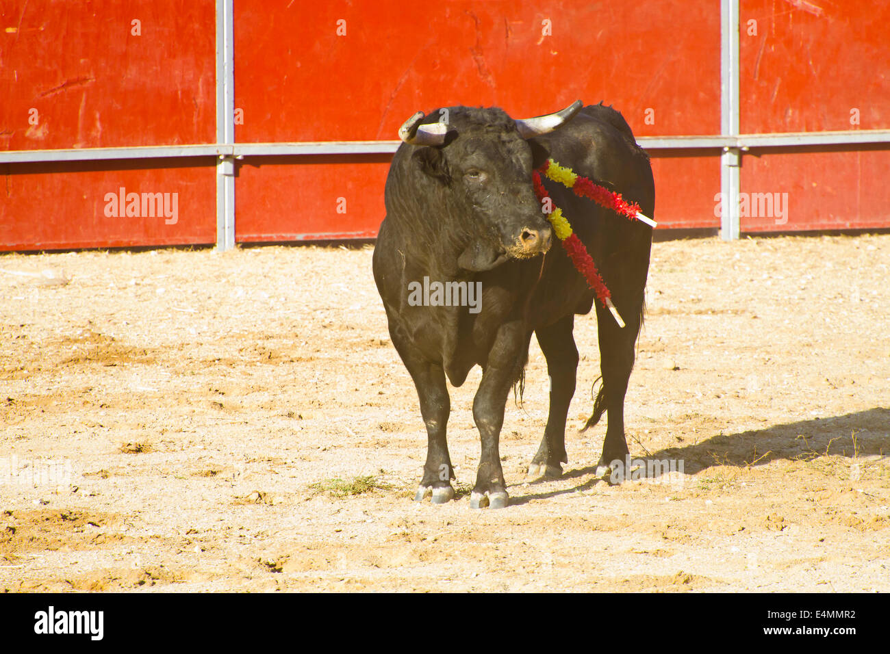 Spanish bull. Bullfight. Animal of great strength and nobility Stock ...
