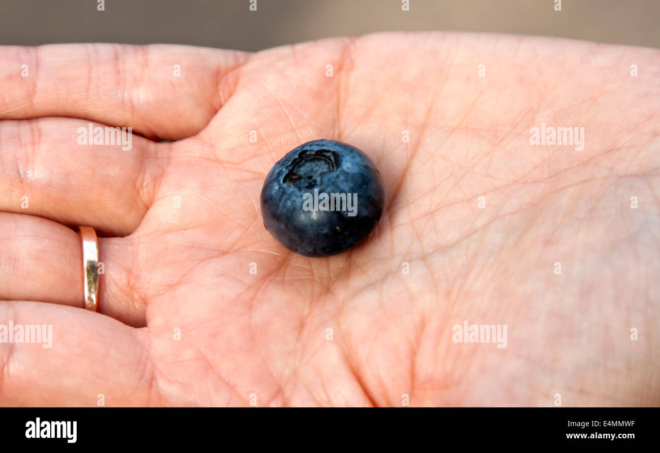 blueberries in the women's hands Stock Photo - Alamy