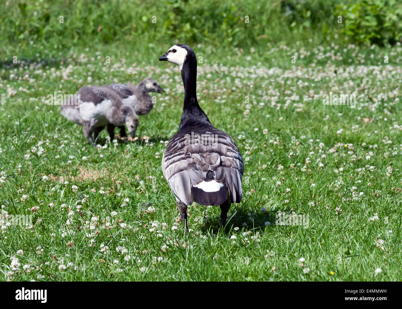 duck with large ducklings Stock Photo - Alamy
