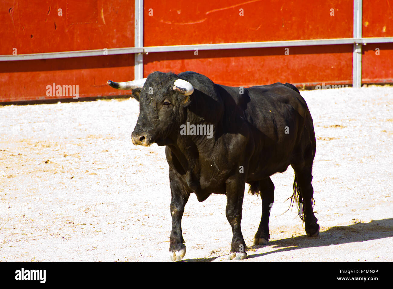 Spanish bull. Bullfight. Animal of great strength and nobility Stock ...