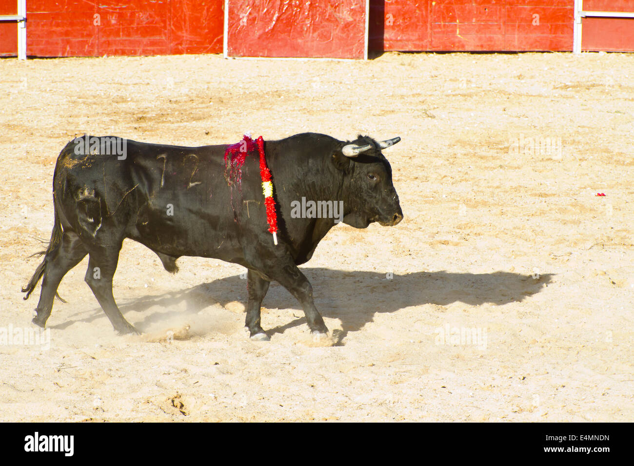 Spanish bull. Bullfight. Animal of great strength and nobility Stock ...