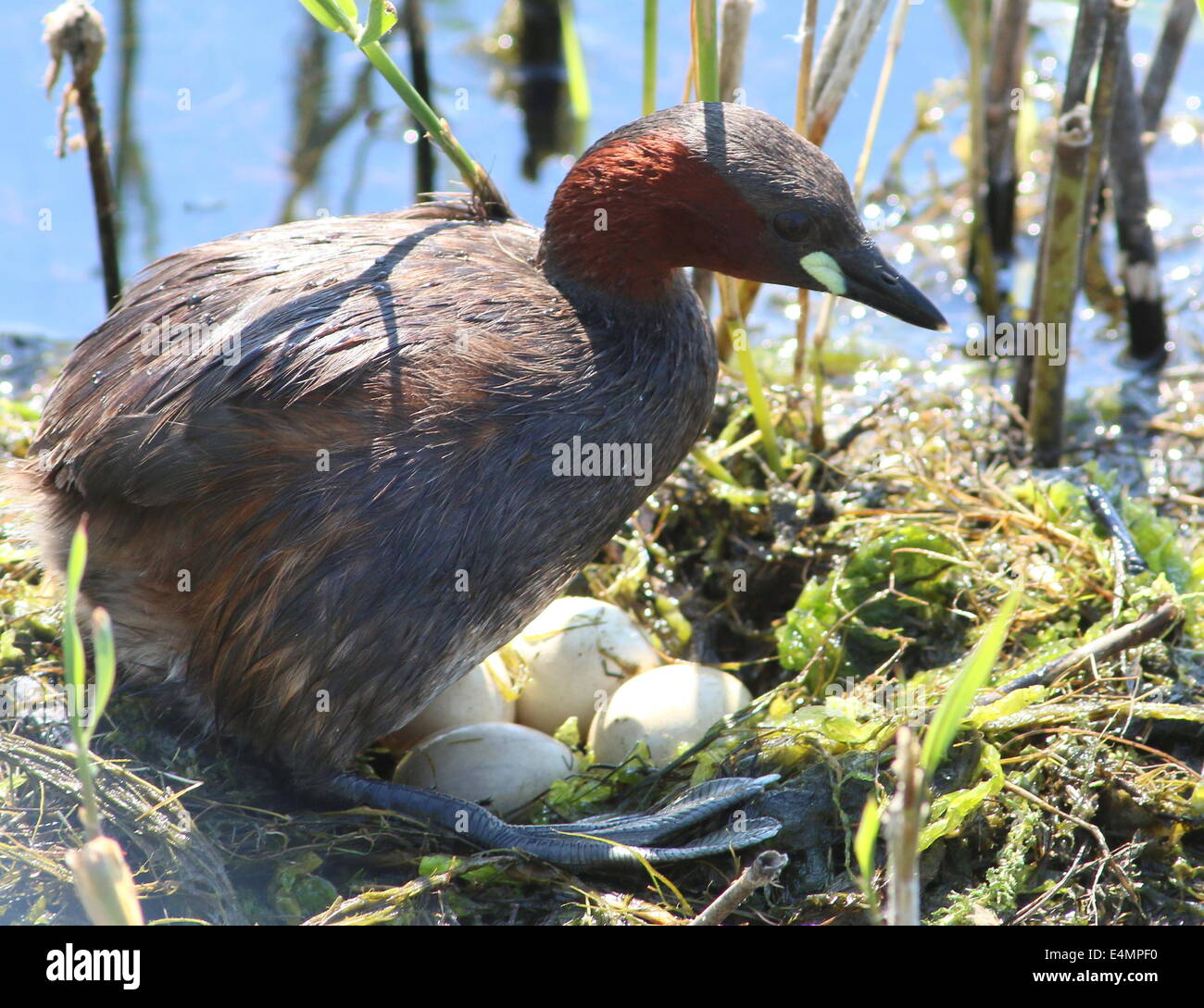 Female broods hi-res stock photography and images - Alamy