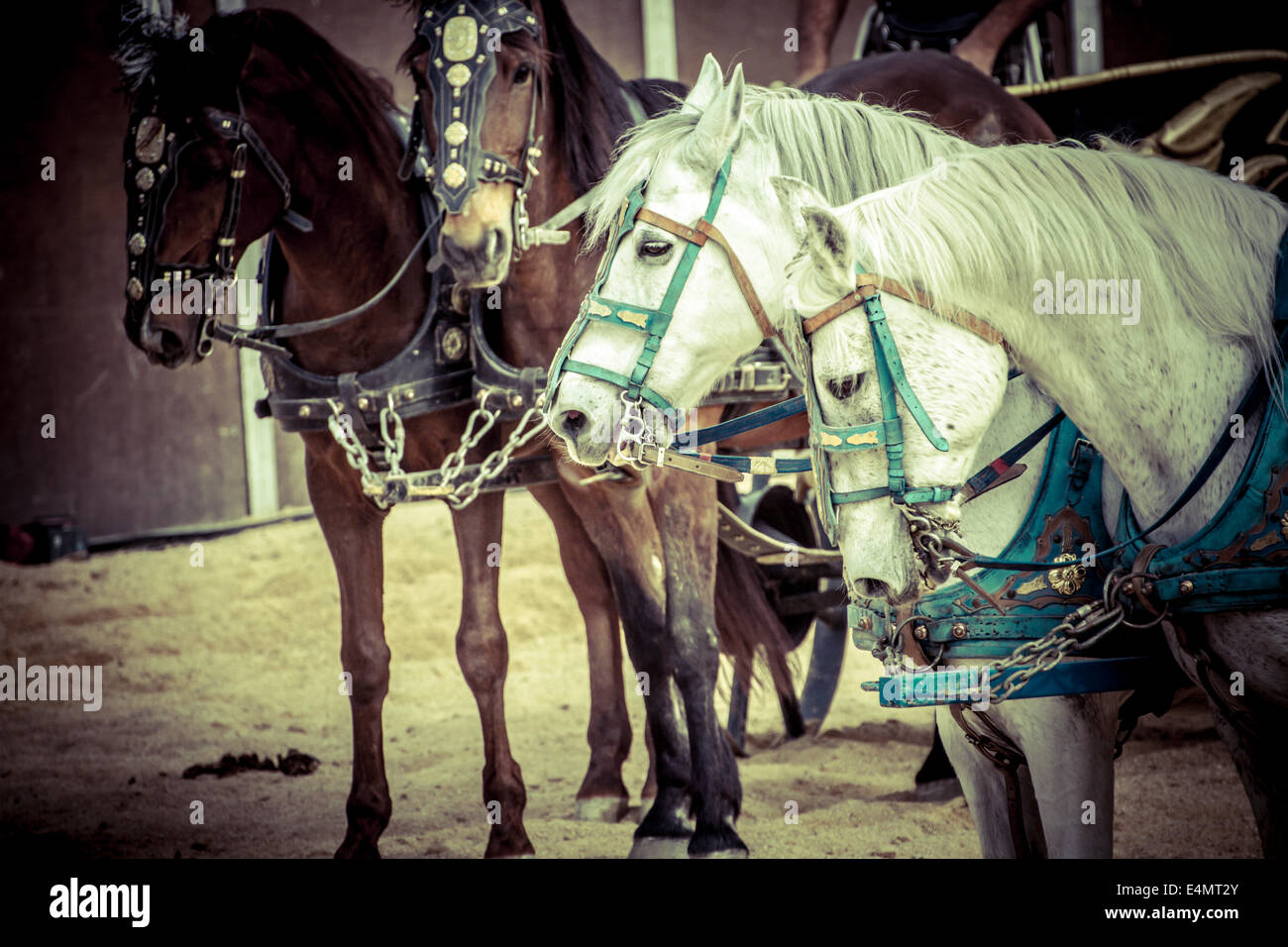 Roman chariot in a fight of gladiators, bloody circus Stock Photo - Alamy