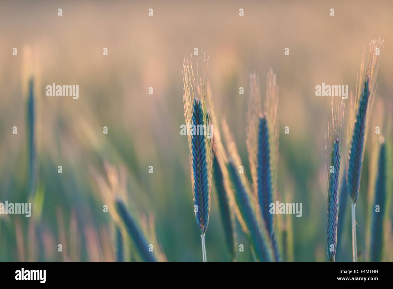 Golden sunlight on healthy wheat hi-res stock photography and images ...