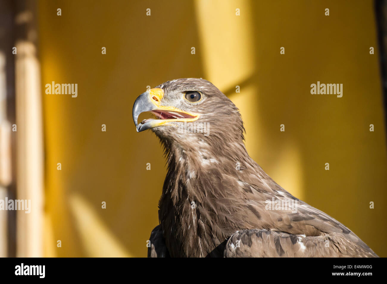 golden eagle, detail of head with large eyes, pointed beak Stock Photo ...