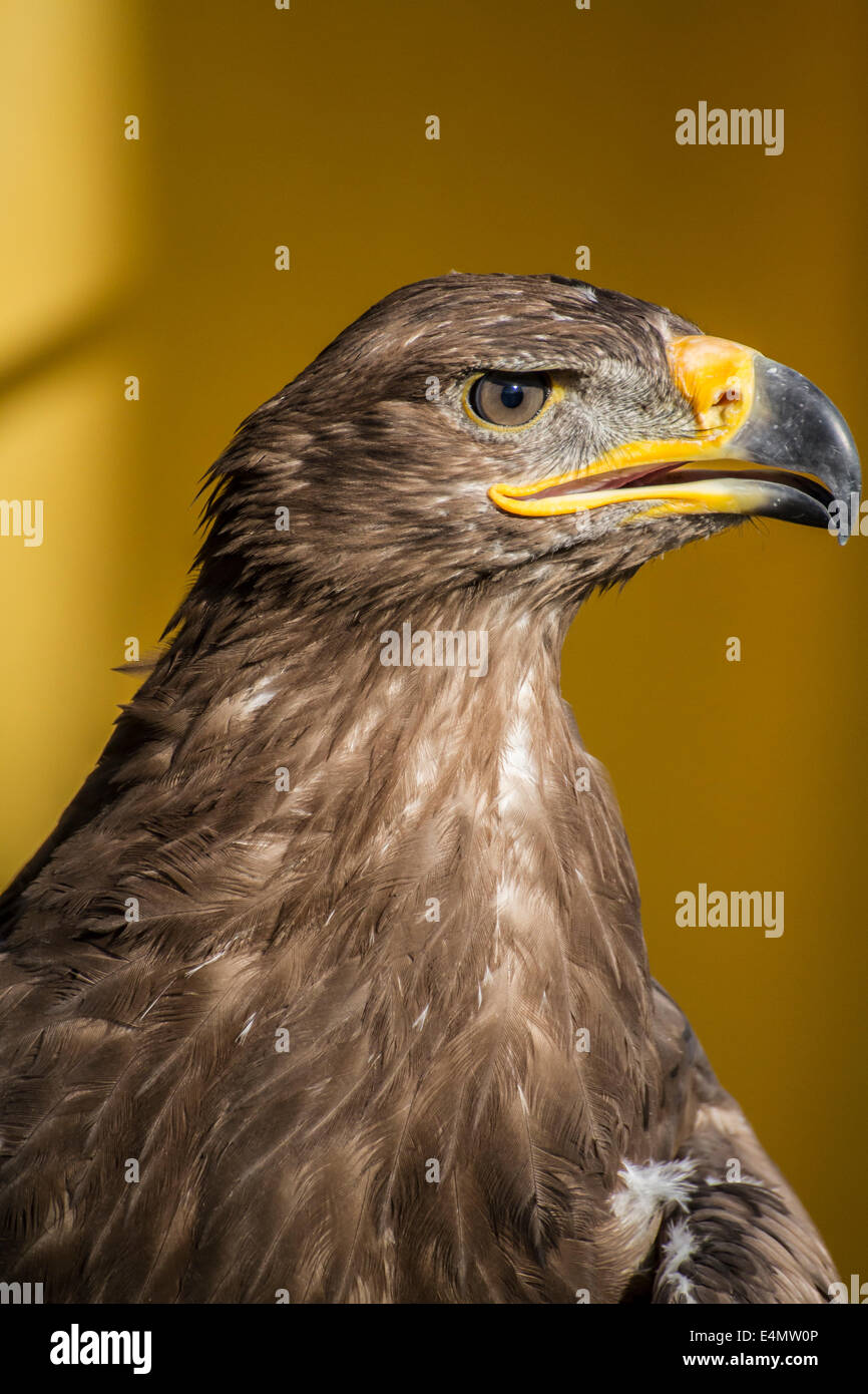 Golden Hawk Bird Eye Aquila Chrysaetos The Golden Eagle TJ Bishop