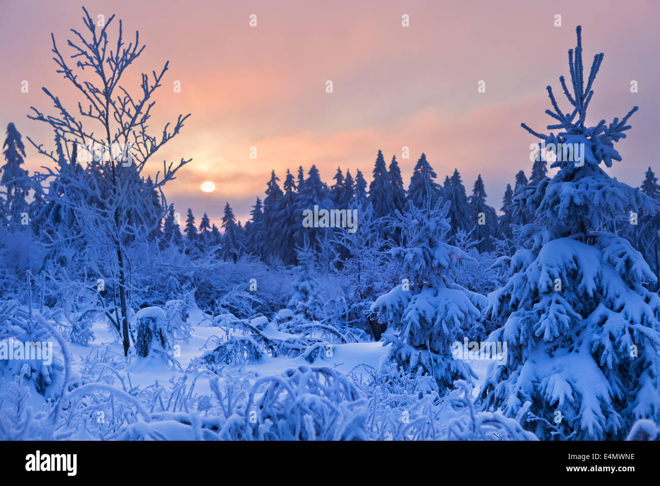 winter forest in Harz mountains, Germany Stock Photo - Alamy