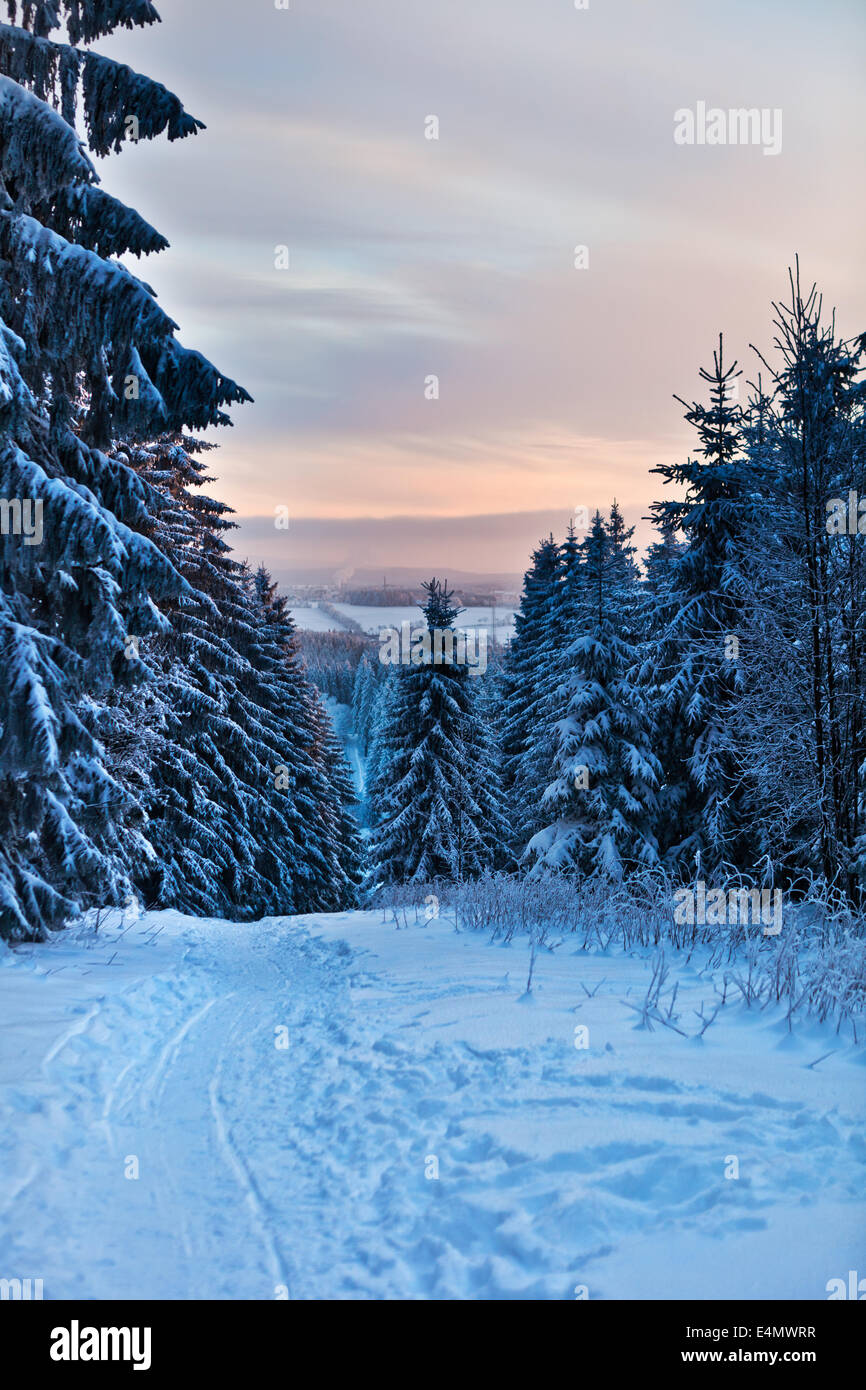 winter forest in Harz mountains, Germany Stock Photo - Alamy
