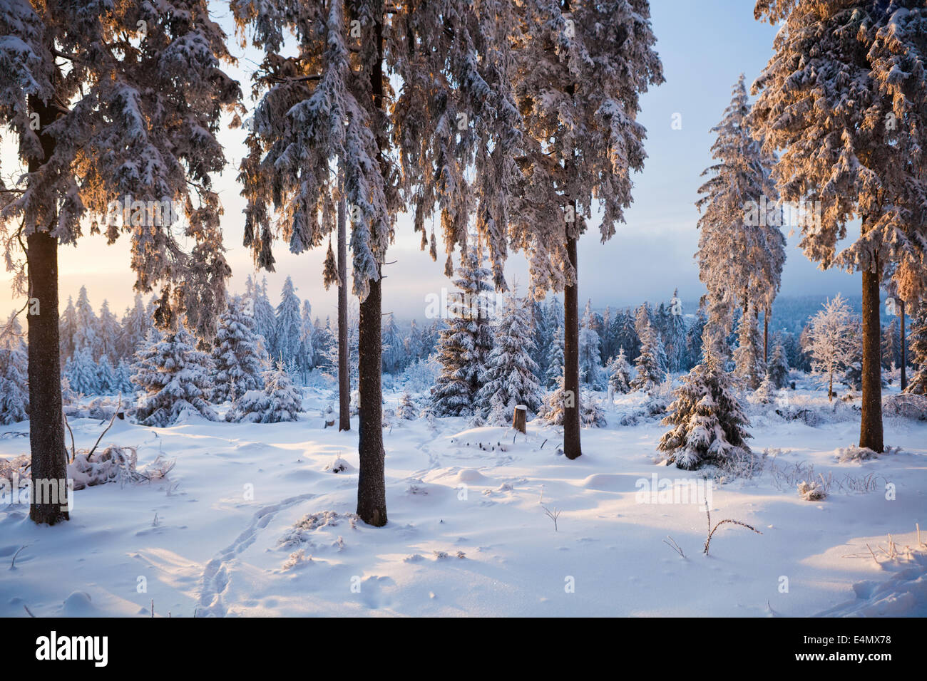 Sunny evening in wild forest hi-res stock photography and images - Alamy