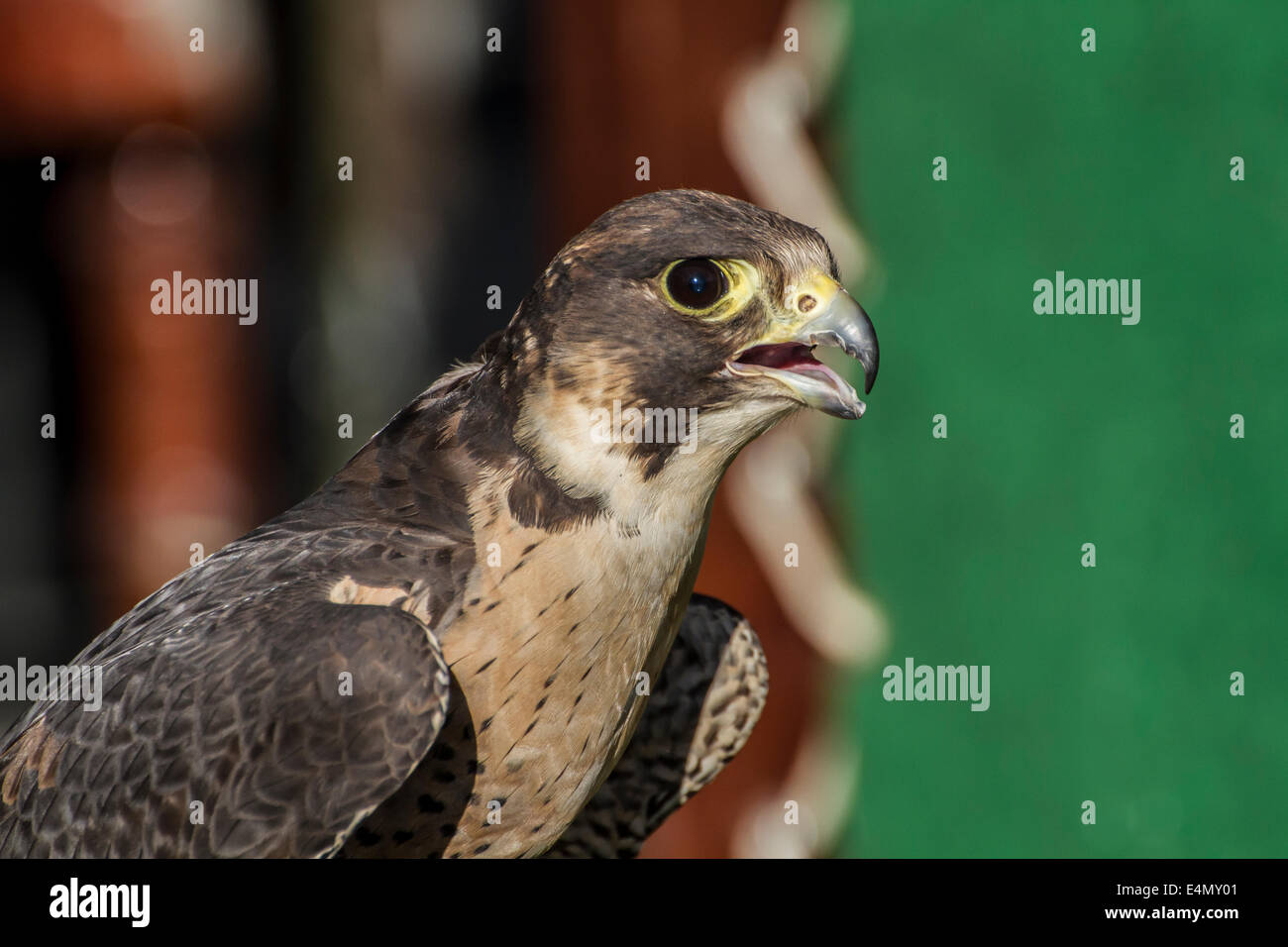detail of peregrine falcon in a medieval fair Stock Photo - Alamy
