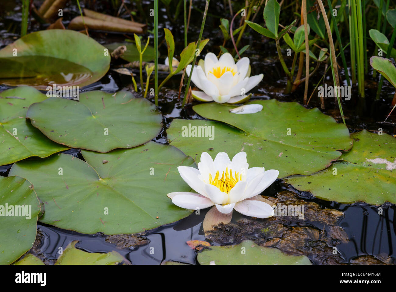 White Water-lily, Nymphaea alba, Wildflower Stock Photo - Alamy