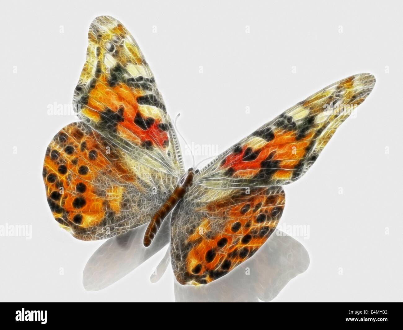 the beautiful butterfly with wings Stock Photo - Alamy