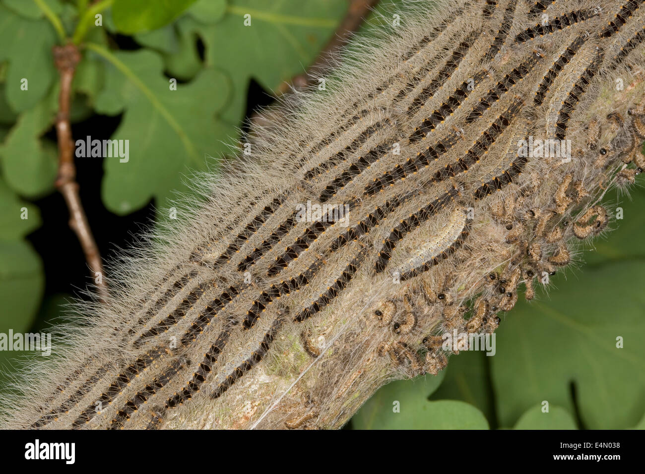 Eichenprozessionsspinner Raupe Hi res Stock Photography And Images Alamy