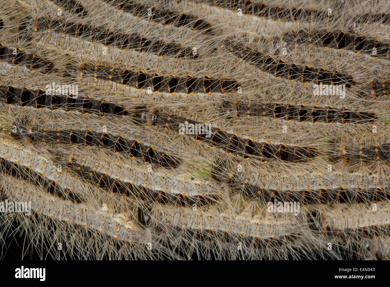 Oak processionary moth, procession, Eichen-Prozessionsspinner ...