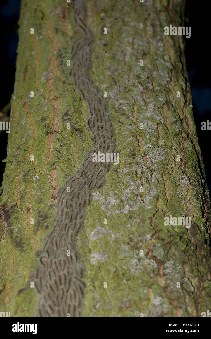 Oak processionary moth, procession, Eichen-Prozessionsspinner ...