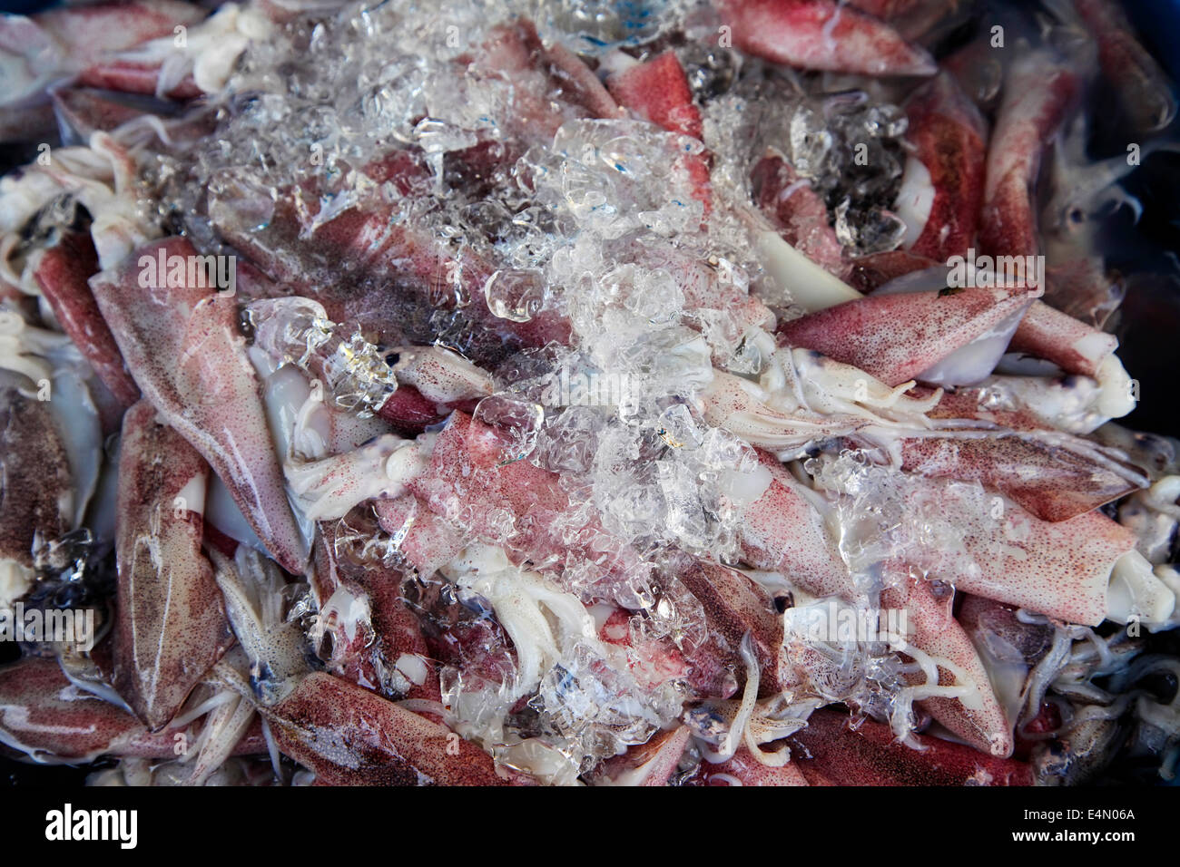 Squid covered with ice at the market Stock Photo - Alamy