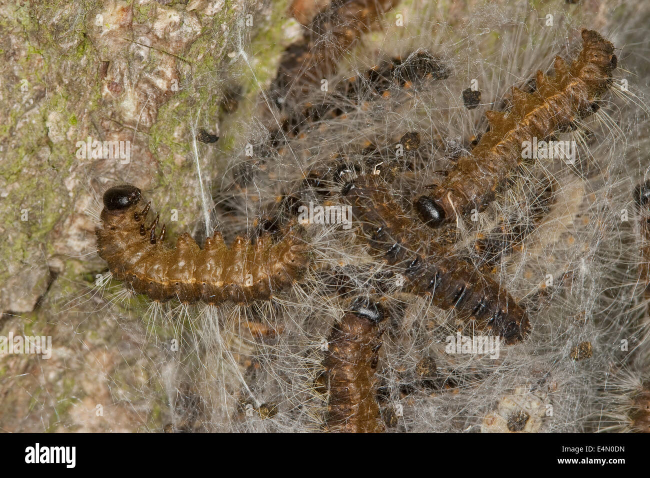 Oak processionary moth, procession, Eichen-Prozessionsspinner ...