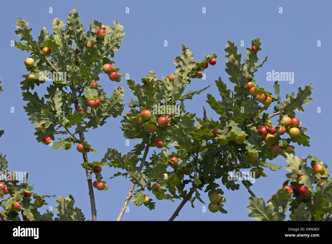 common oak gallwasp, oak leaf cherry-gall cynipid, cherry gall ...