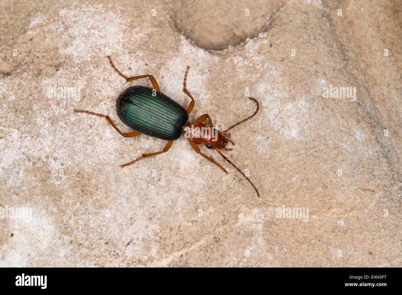 Bombardier beetle, common bombardier, Großer Bombardierkäfer ...