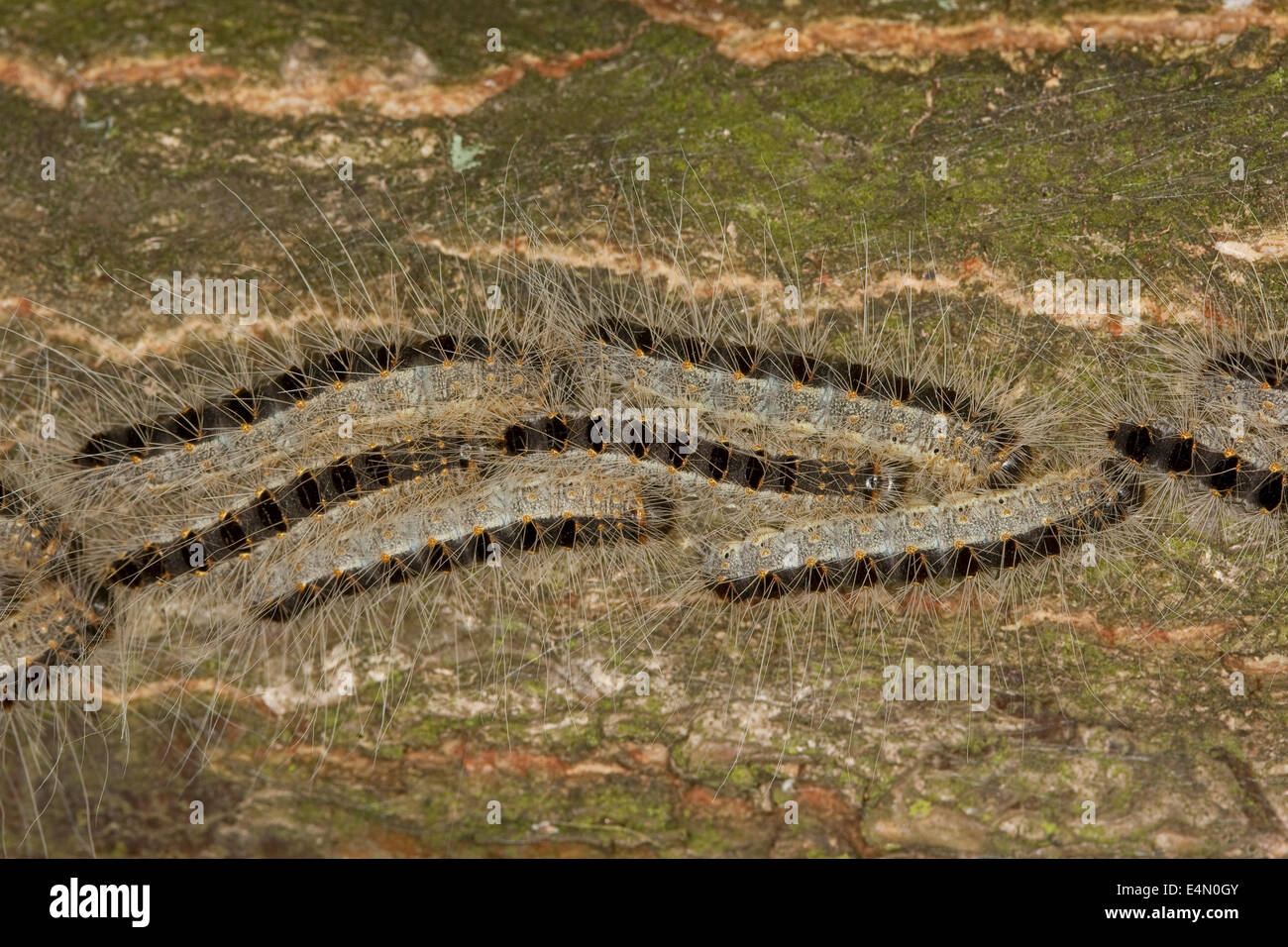 Oak processionary moth, procession, Eichen-Prozessionsspinner ...