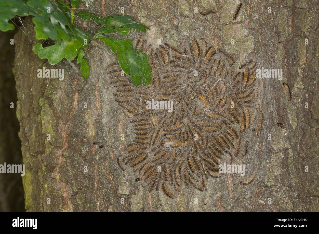 Oak processionary moth, procession, Eichen-Prozessionsspinner ...