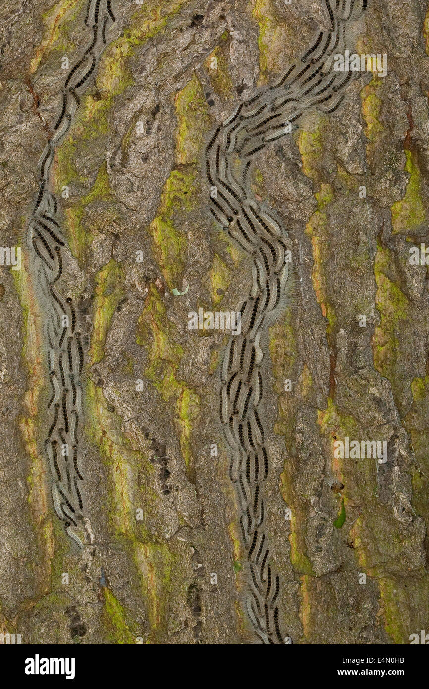 Oak processionary moth, procession, Eichen-Prozessionsspinner ...
