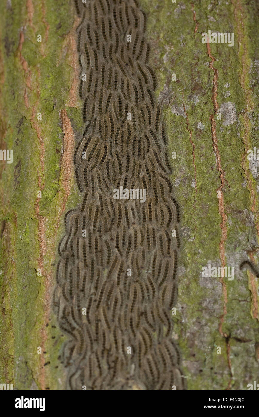 Oak processionary moth, procession, Eichen-Prozessionsspinner ...