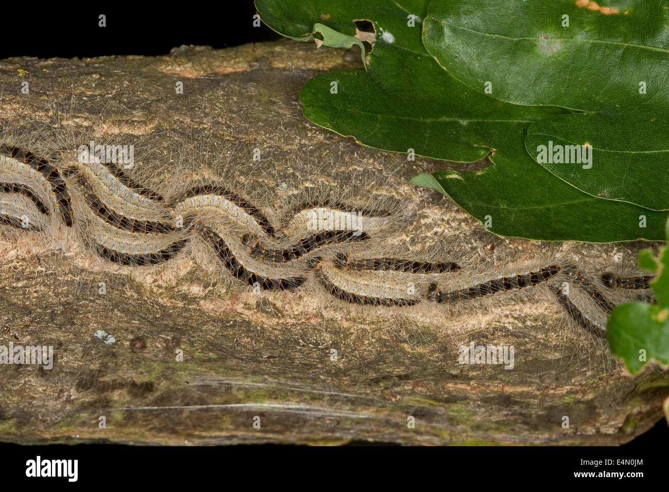 Oak processionary moth procession eichen prozessionsspinner hi-res ...