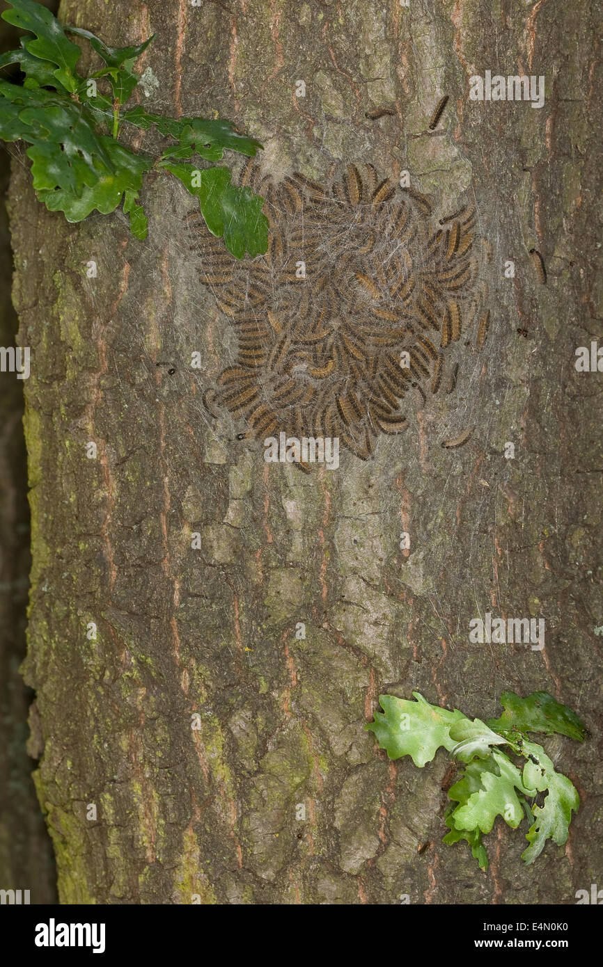 Oak processionary moth, procession, Eichen-Prozessionsspinner ...