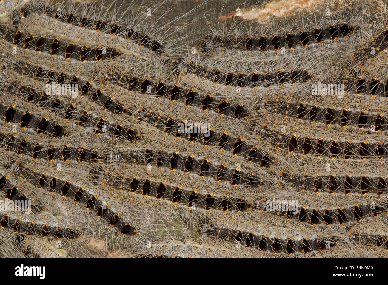 Oak processionary moth, procession, Eichen-Prozessionsspinner ...