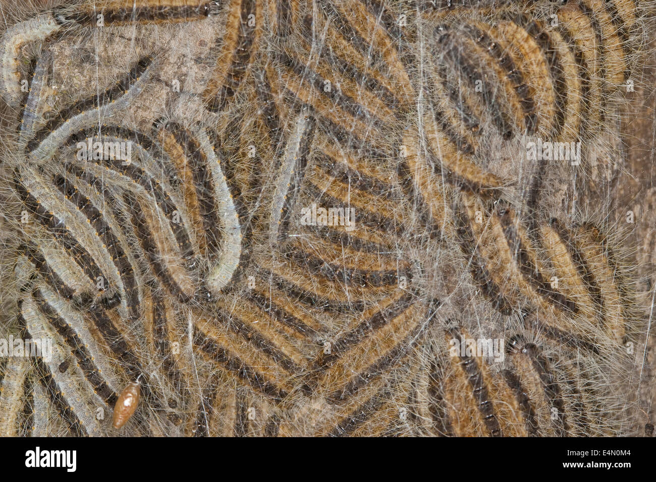 Oak processionary moth, procession, Eichen-Prozessionsspinner ...